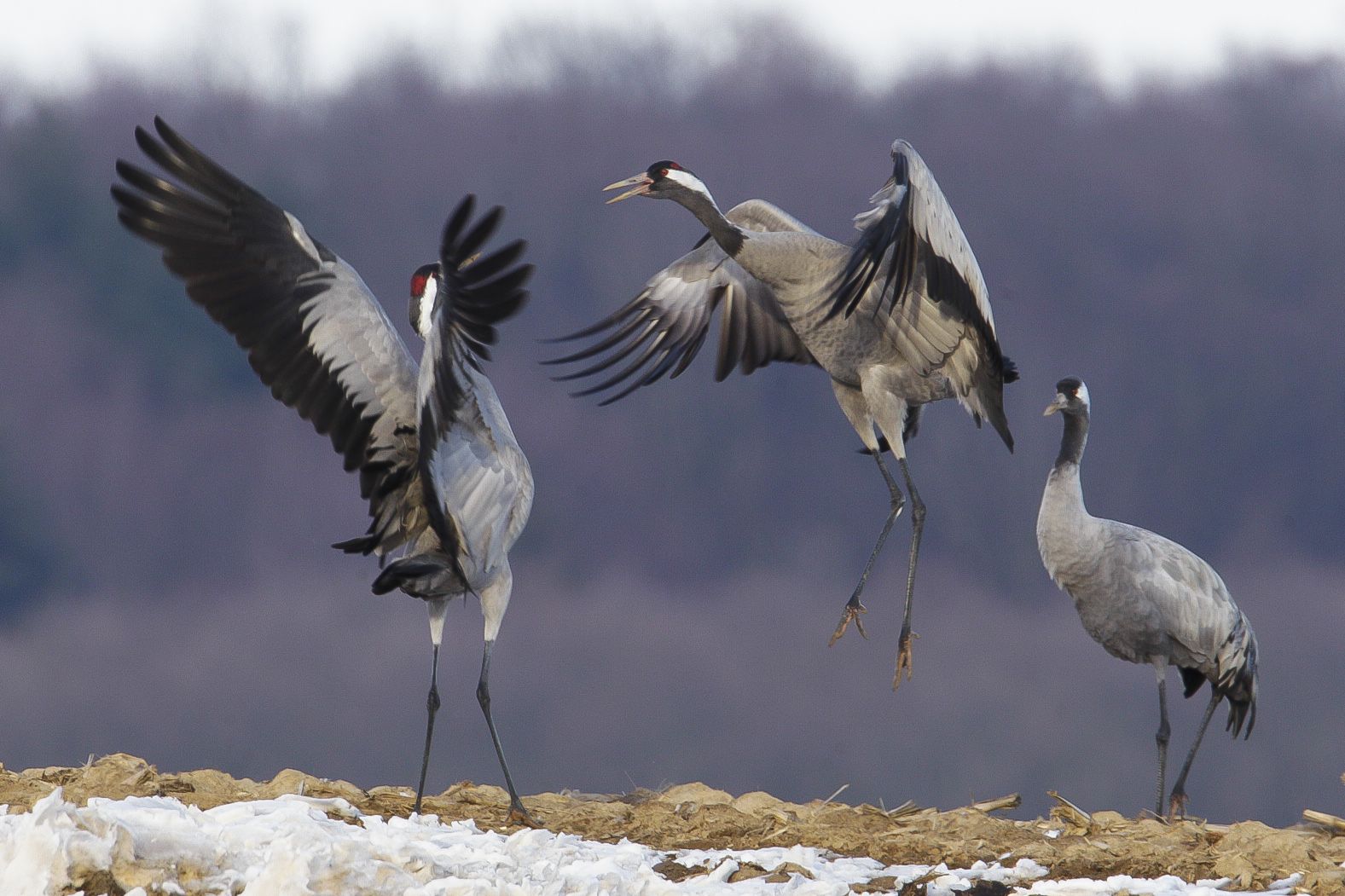 Im Land der Kraniche | Der Reiseblog von Meerfischland
